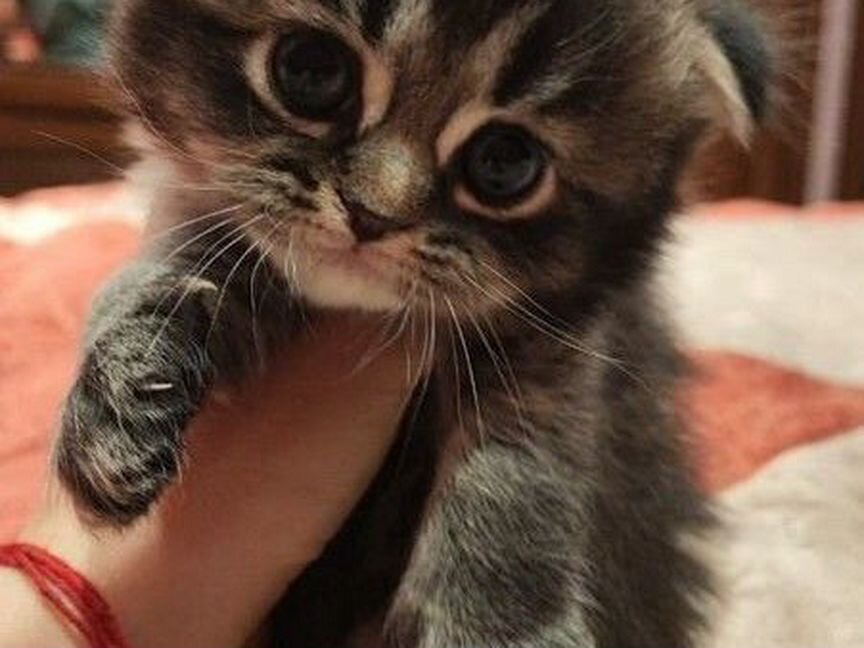 Шотладские котята