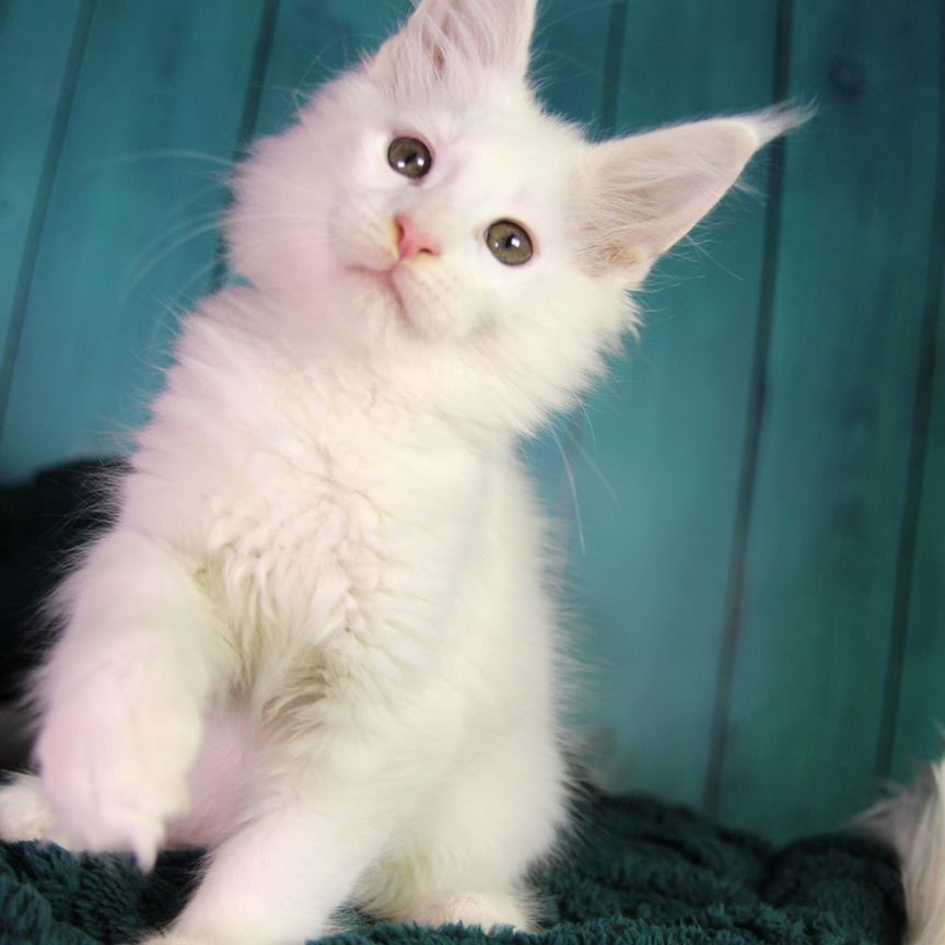 Мейн-кун котёнок