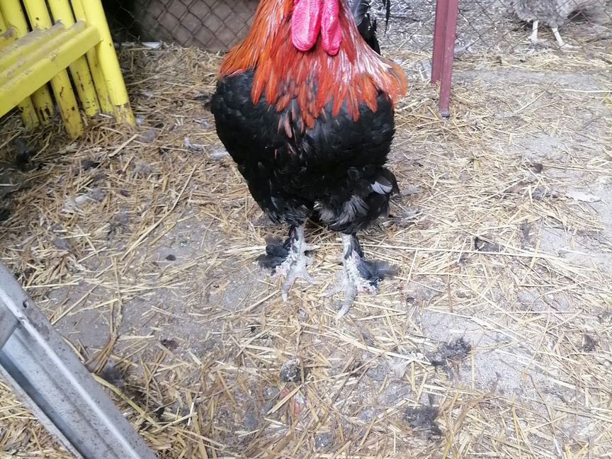 Петух и 2 курочки Маран
