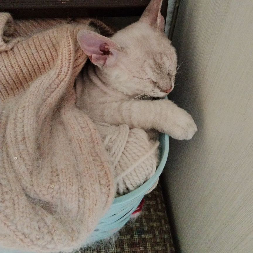 Донской сфинкс котёнок