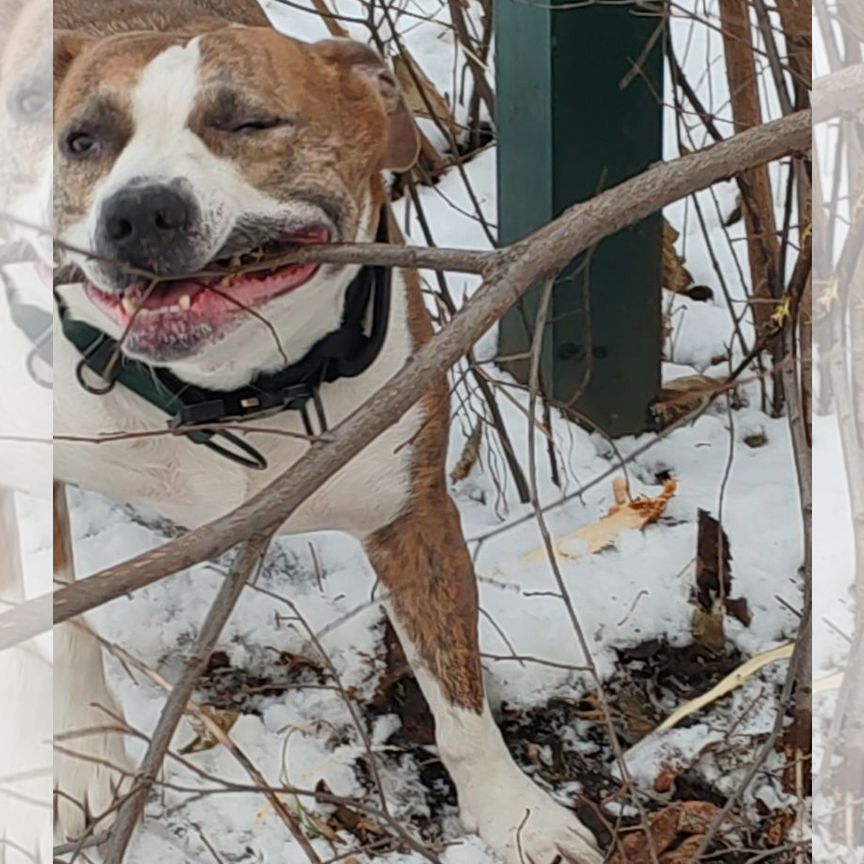 Американский стаффордширский терьер, взрослая собака