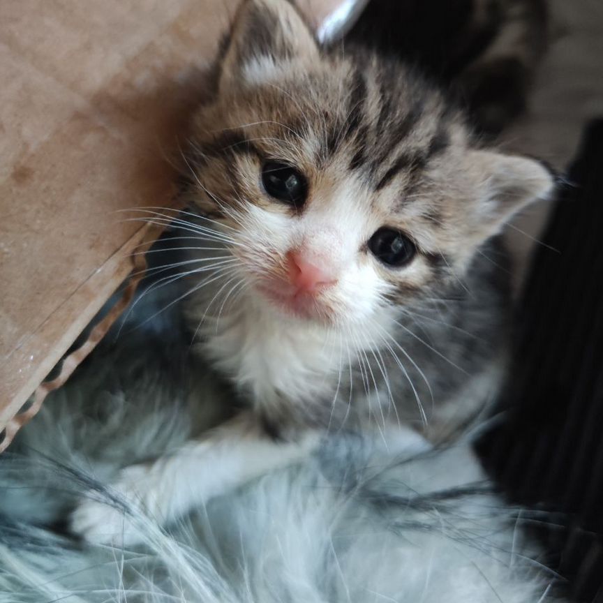 Котёнок в добрые руки