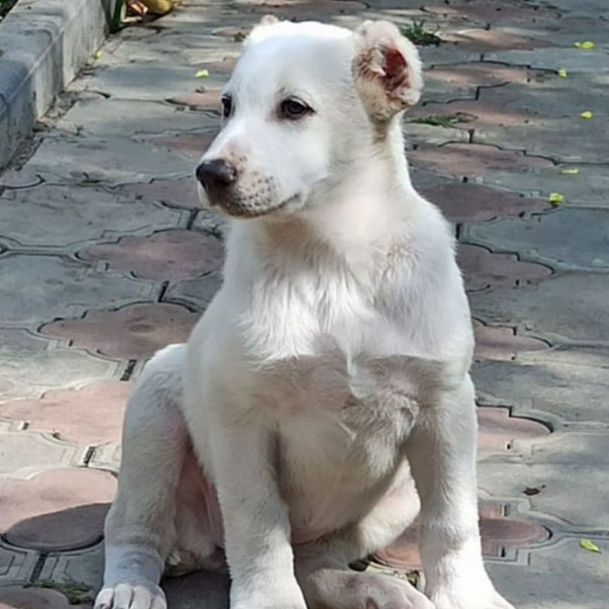 Щенки Алабая