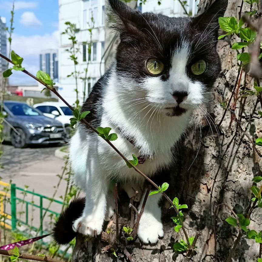 Взрослая, кошка в добрые руки