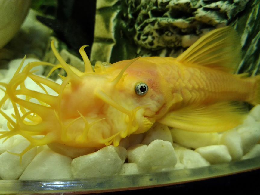 Аквариумные рыбки сомики