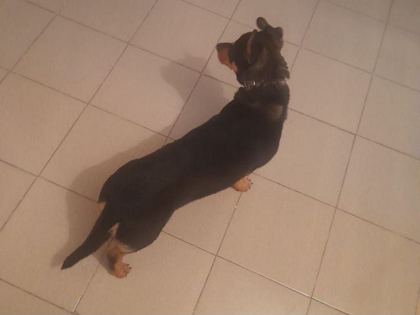 Нашлась собака