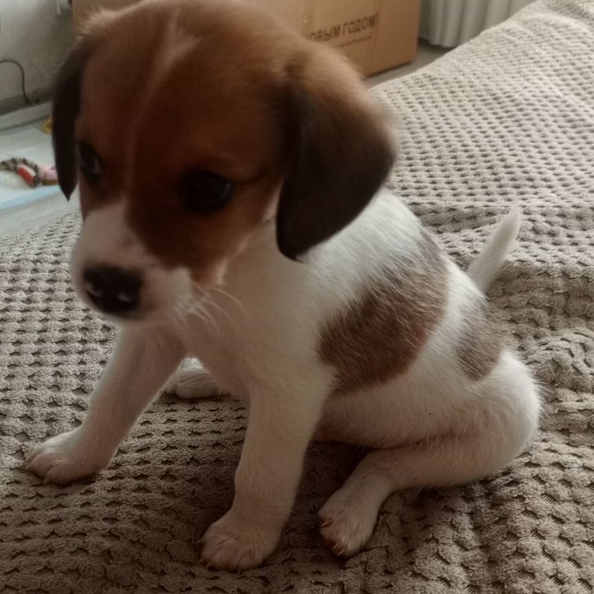 Бигль, щенок