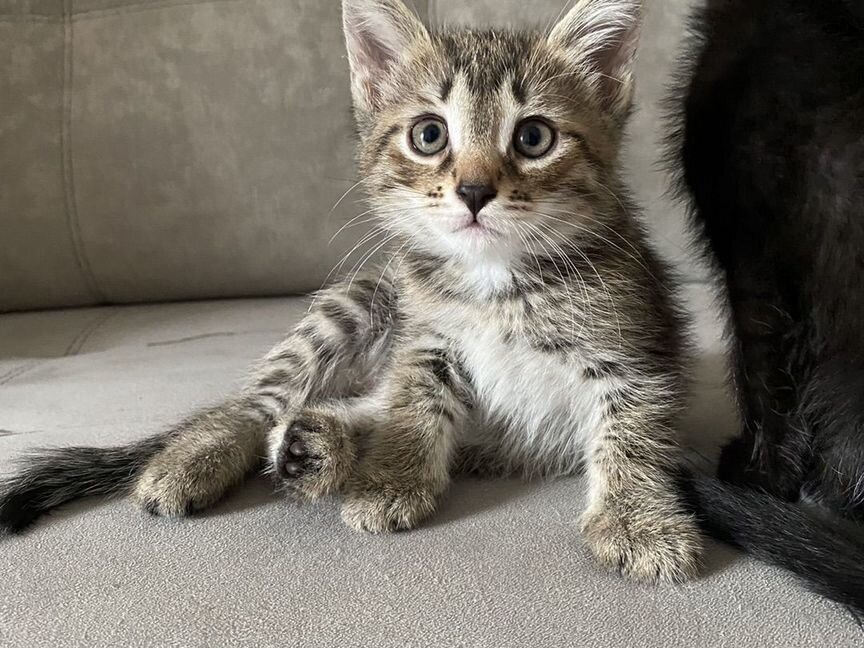 Котята