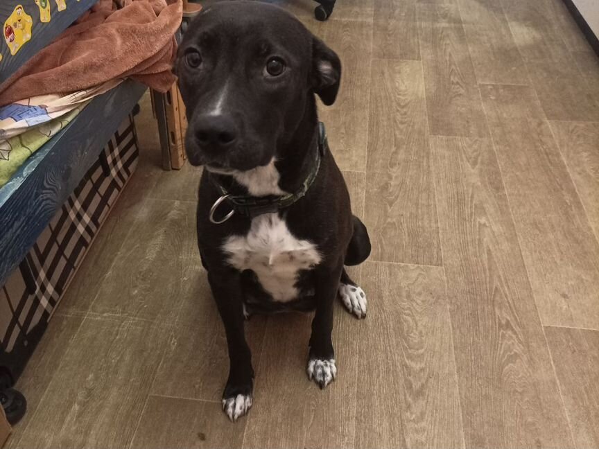 Щенки в добрые руки