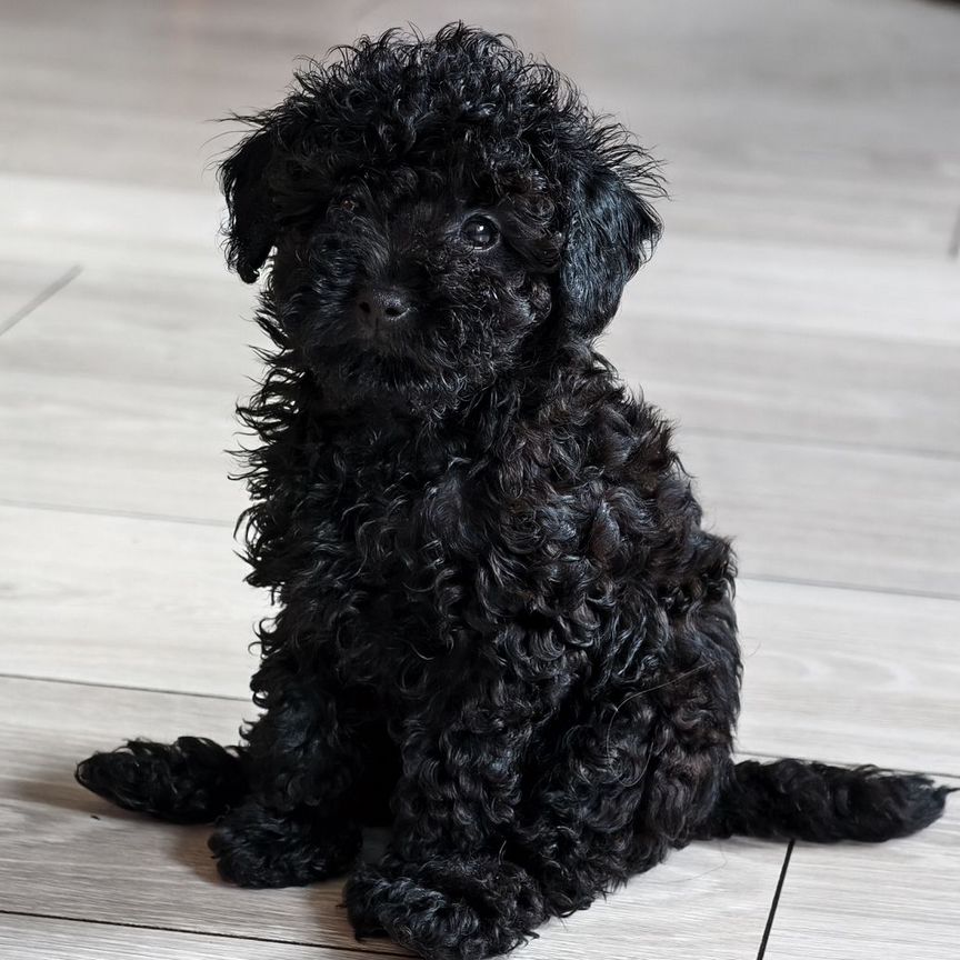 Той-пудель, щенок