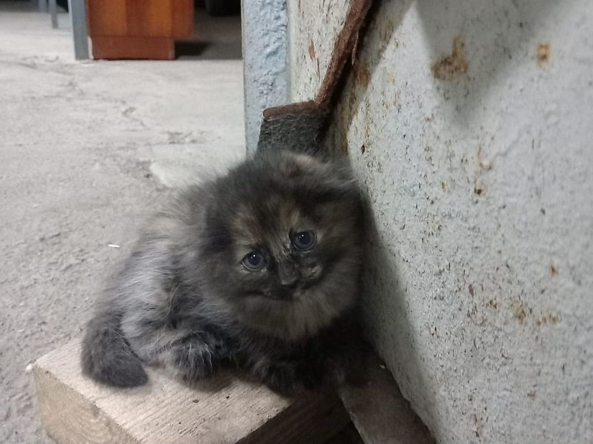 Котята