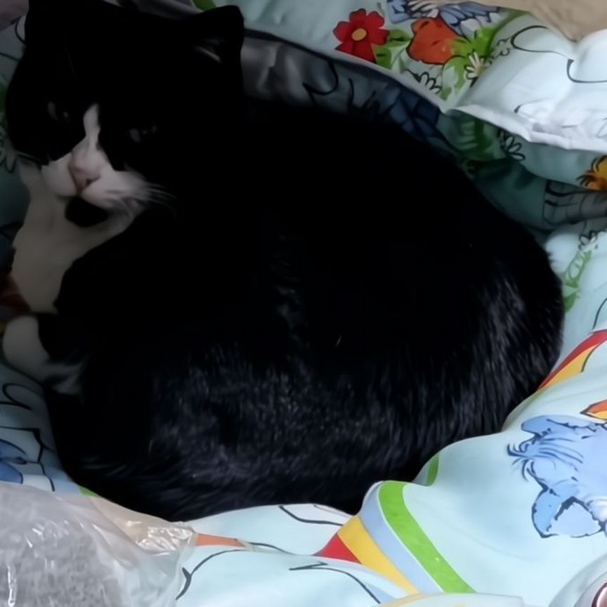 Взрослая, кошка в добрые руки