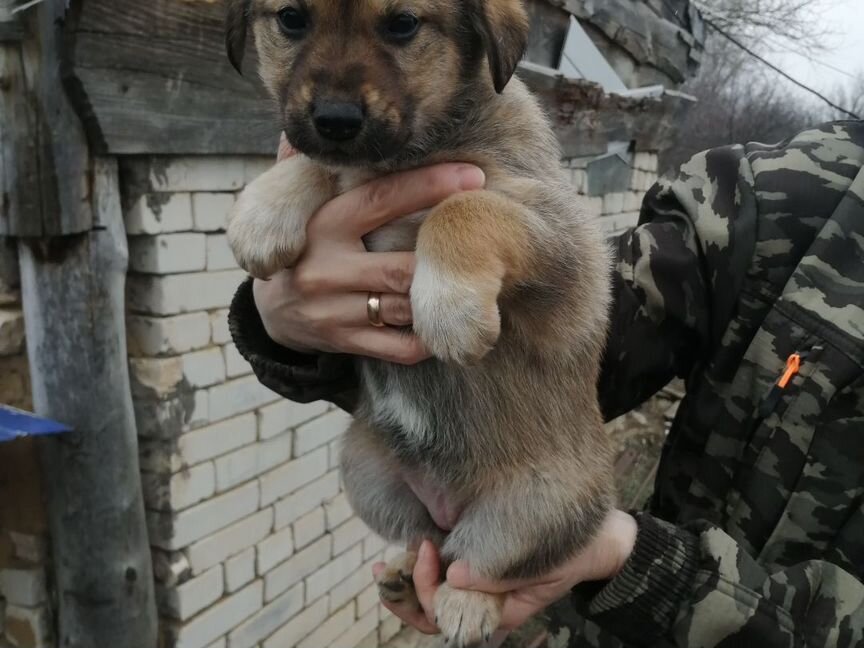 Кутята в добрые руки