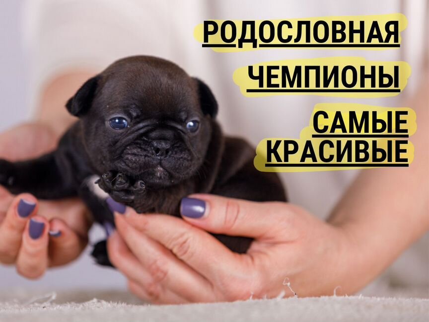 Французский бульдог шоколад