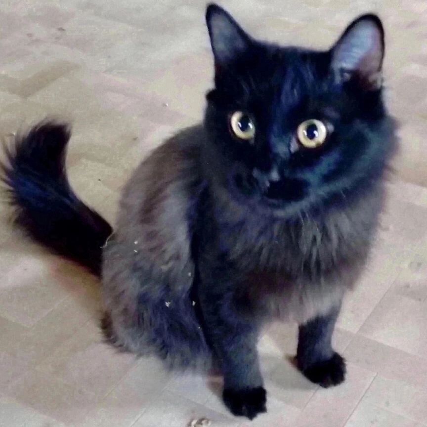 Особенный котик