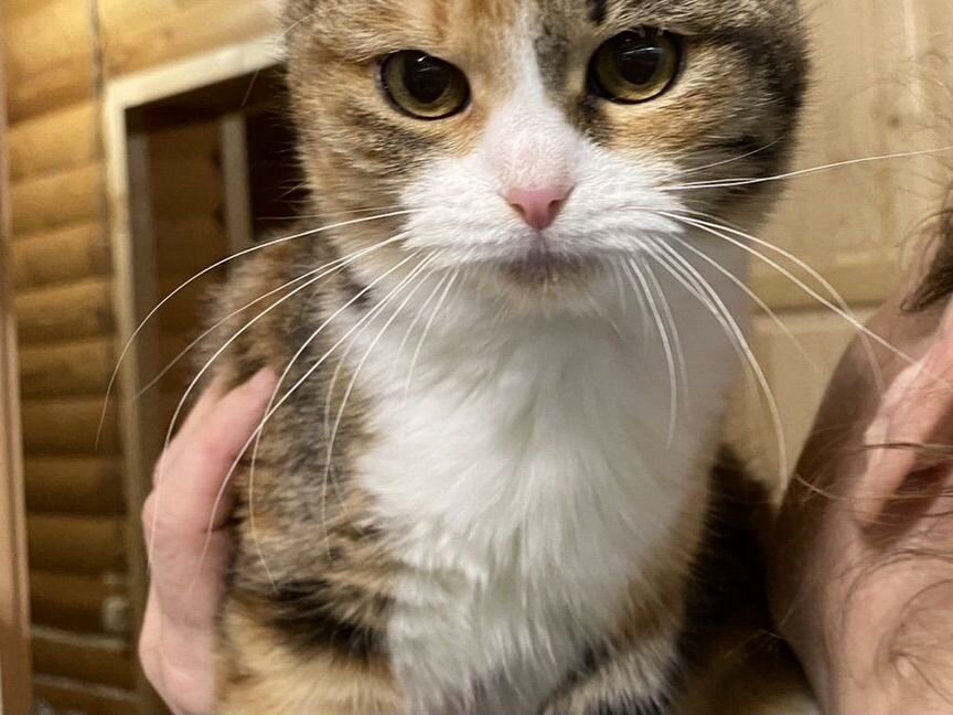 Кошечка Плюша в добрые руки, котенок в добрые руки