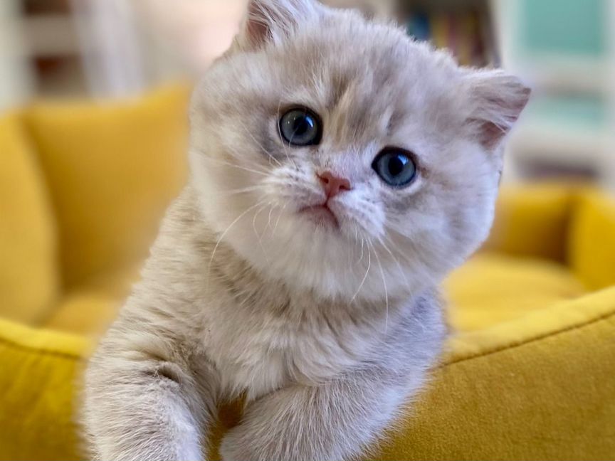 Малышка голубое золото