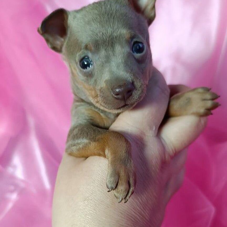 Девочка в редком лиловом цвете