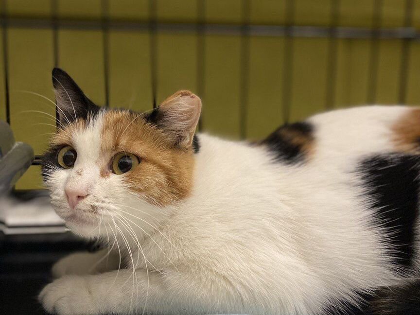 Кошка в Дар