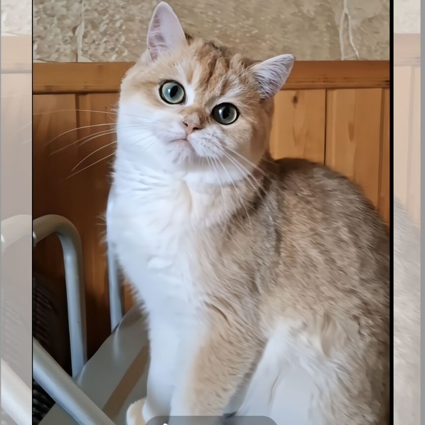 Шотландский прямоухий короткошёрстный котёнок