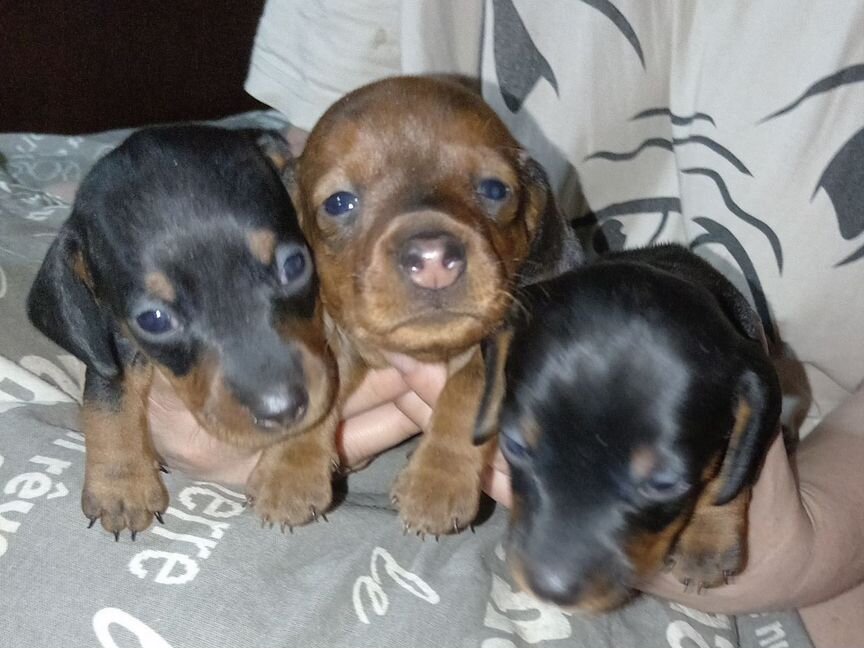 Щенки таксы