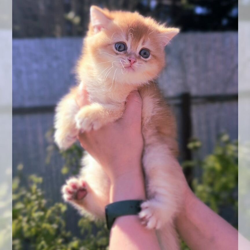 Британский короткошёрстный котёнок