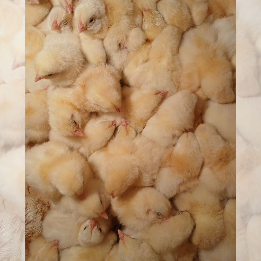 Цыплята бройлеры суточные