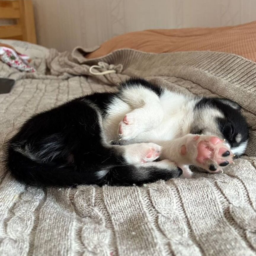 Щенок в добрые руки