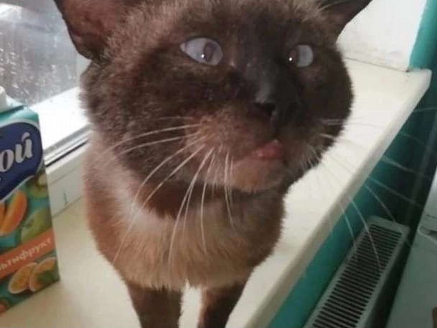 Котик тайский голубоглазый