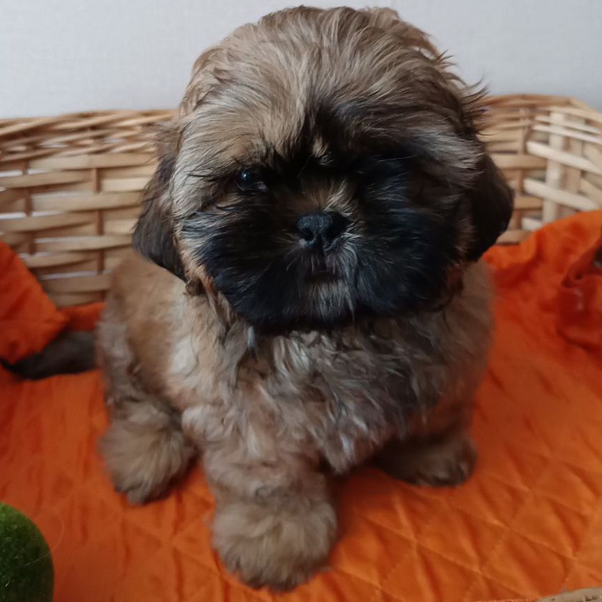 Ши-тцу, щенок