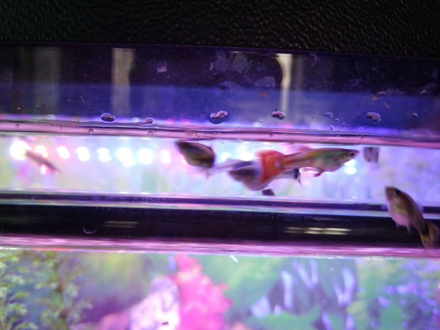 Аквариумные рыбки гуппи