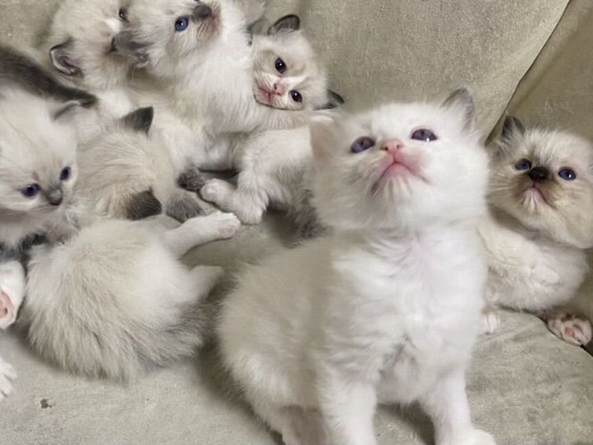 Котята рэгдолл