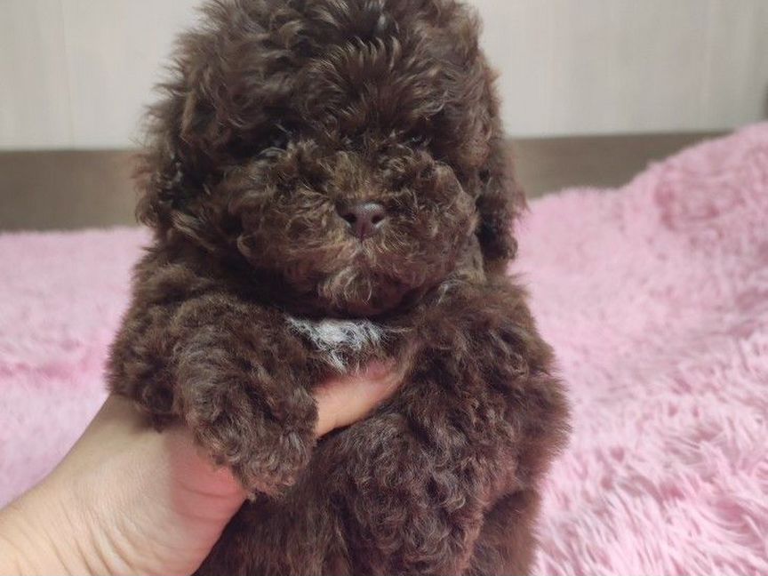 Той-пудель мальтипу