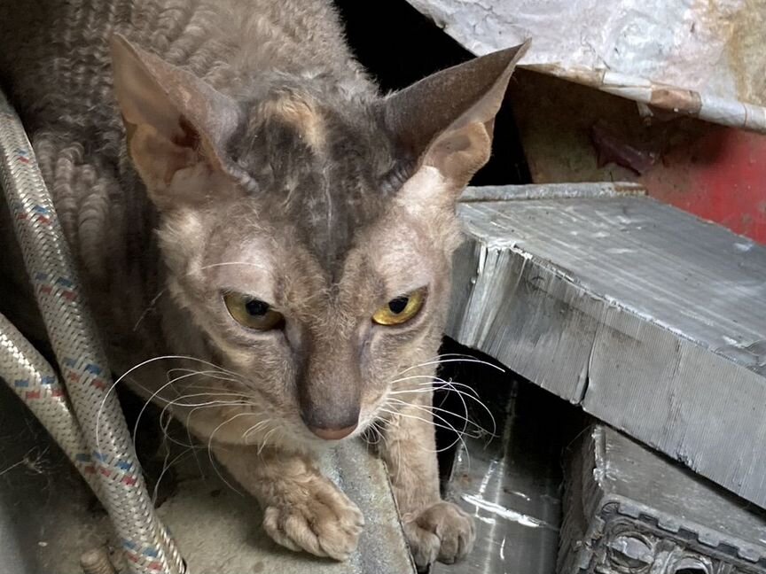 Нашлась кошка