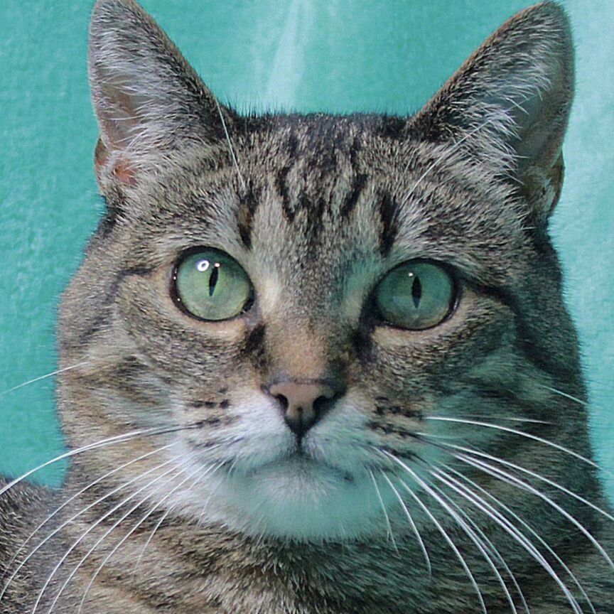 Европейская короткошёрстная, взрослая кошка