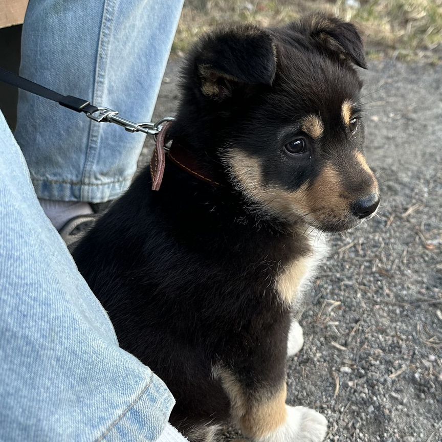 Щенок в добрые руки