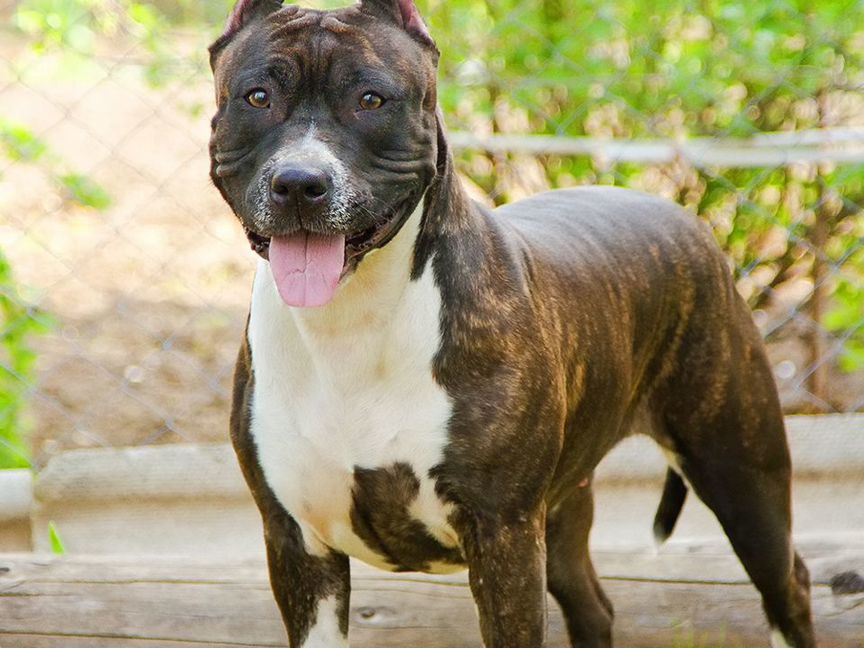 Девочка американского стаффтерьера