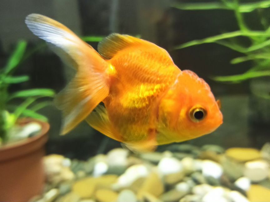 Золотые рыбки