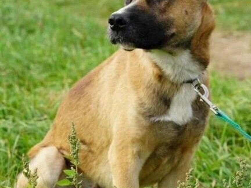 Собака в добрые руки отдам бесплатно