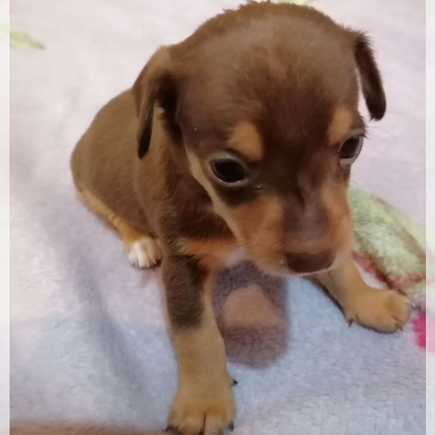 Русский той-терьер, щенок