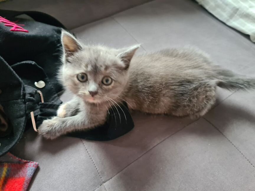 Кот ищет дом