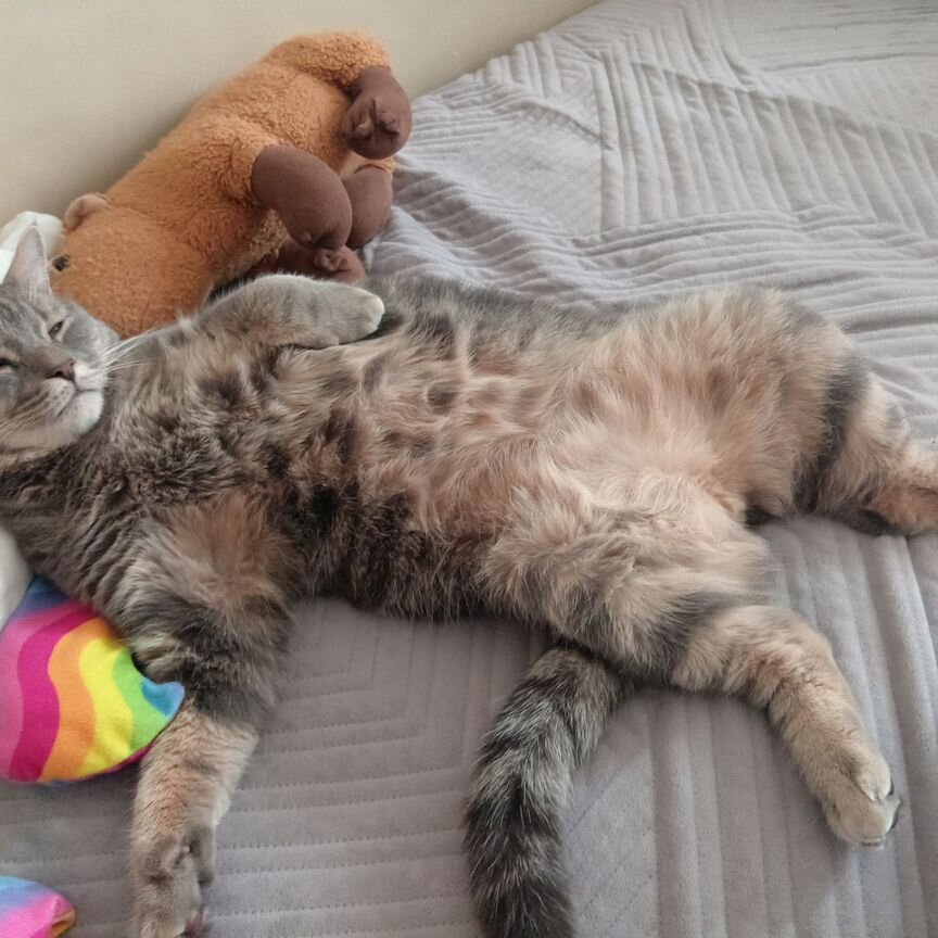 Отдам кота в добрые руки