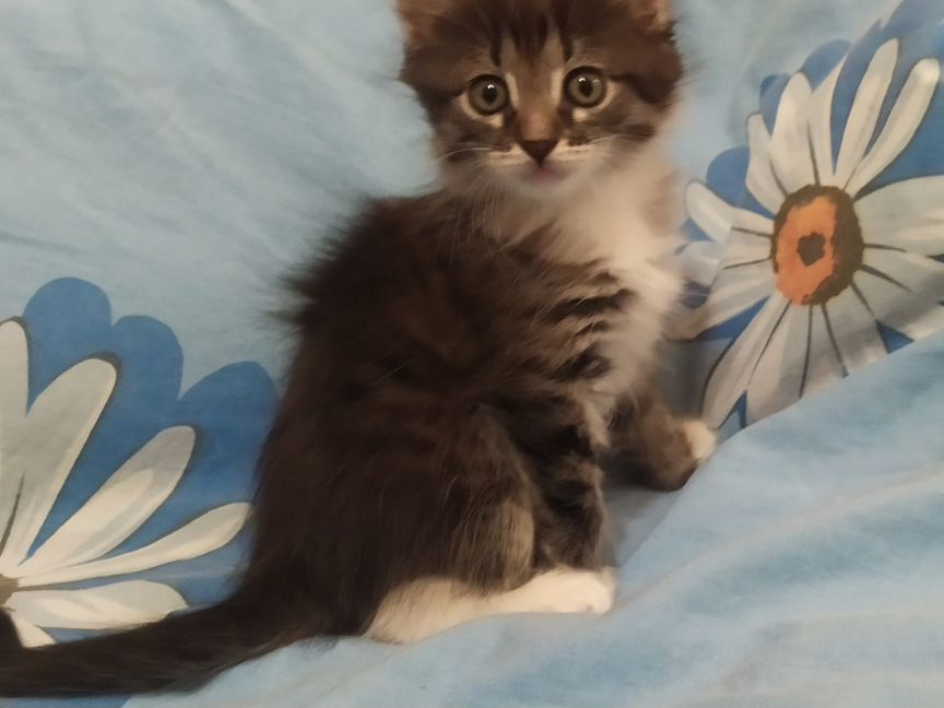 Котёнок девочка 1.5мес