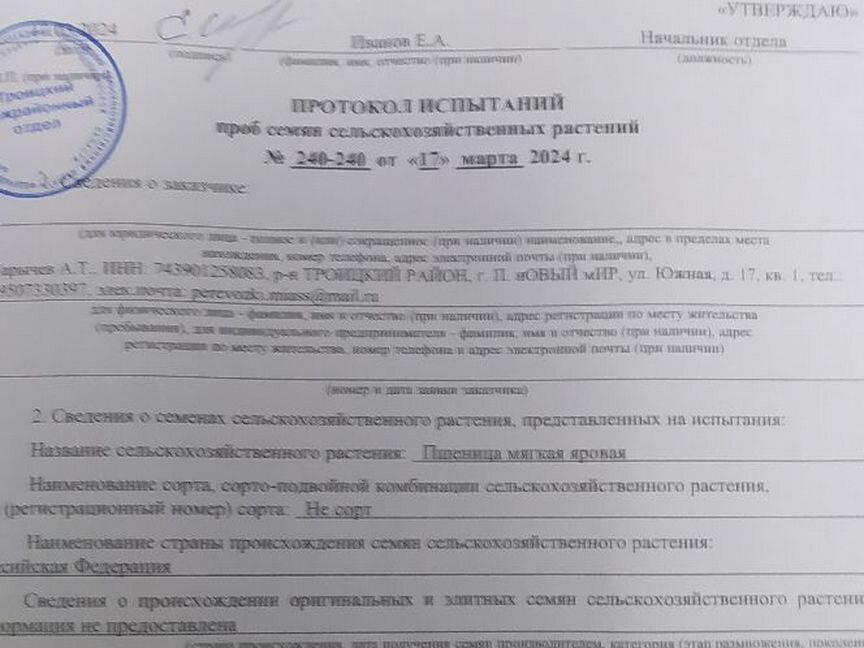 Пшеница на семена челябинская-75
