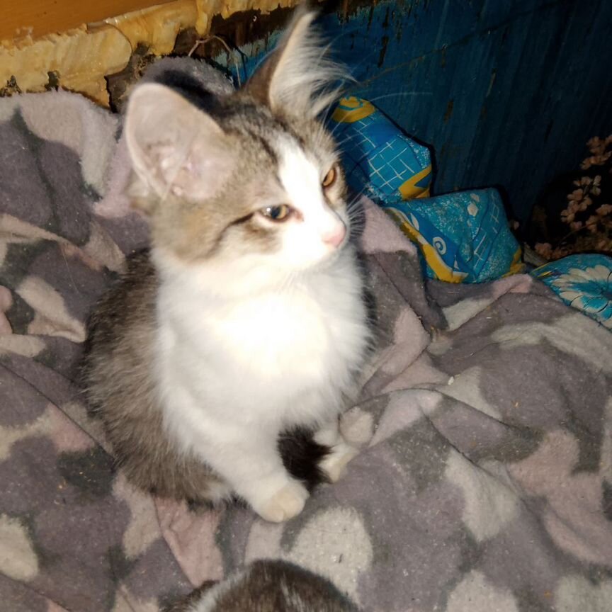Отдам котенка девочка