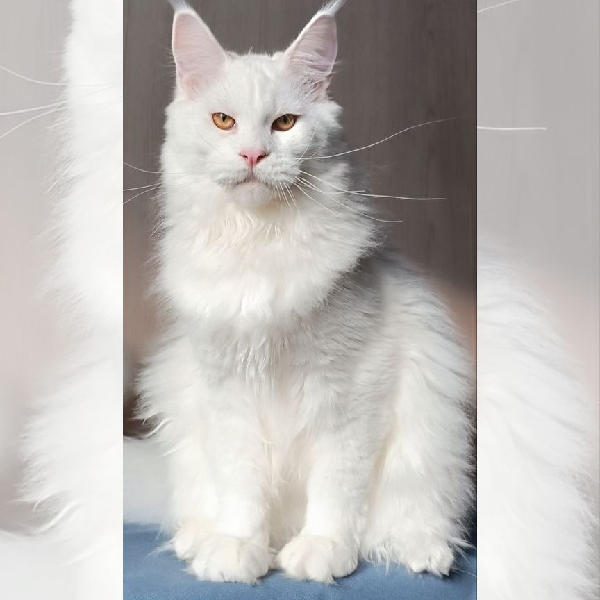 Мейн-кун котёнок