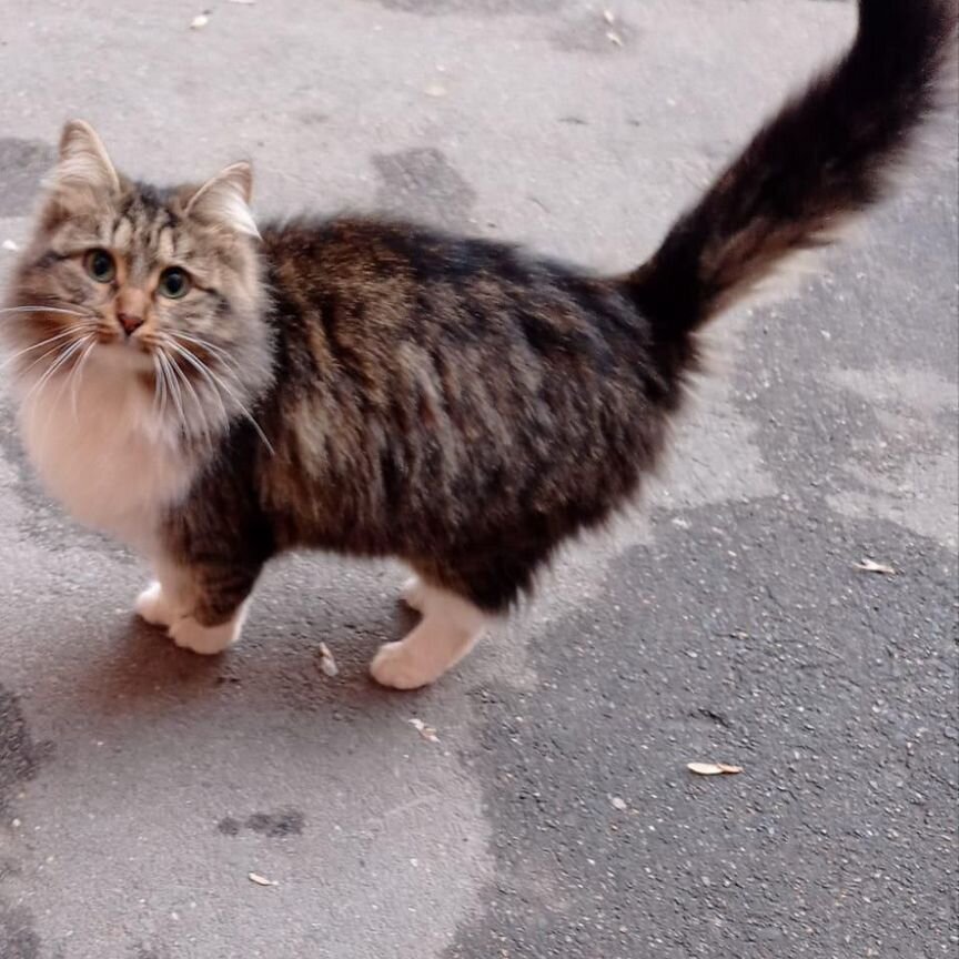 Кошки в добрые руки