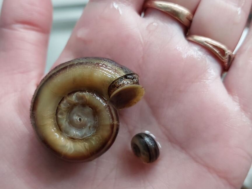 Аквариумная улитка Мариза