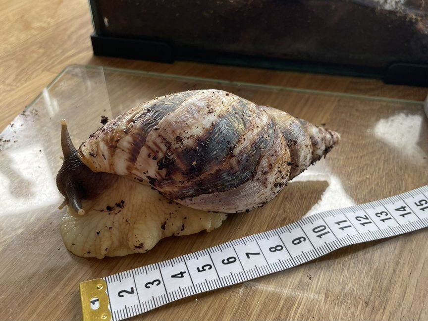 Террариум стеклянный со взрослыми улитками