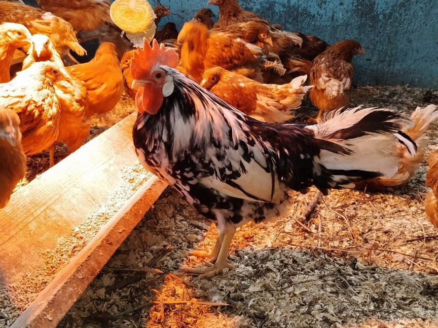 Петух Легорн